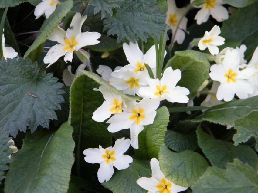 Primula vulgaris, Primrose | Photographing Wildflowers