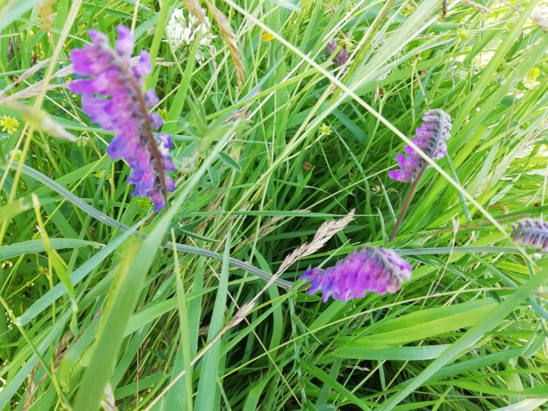 Vetch Vetchlings and Peas | Photographing Wildflowers