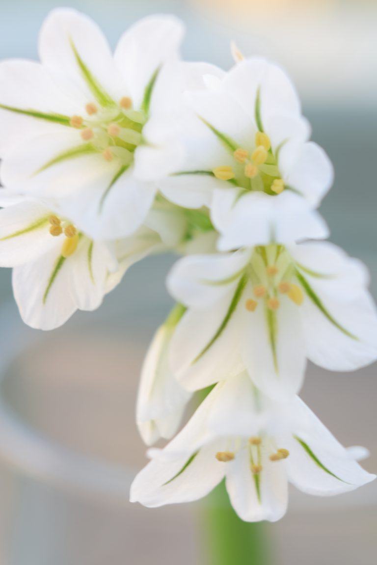 Three-cornered garlic – Allium triquetrum - Photographing Wildflowers