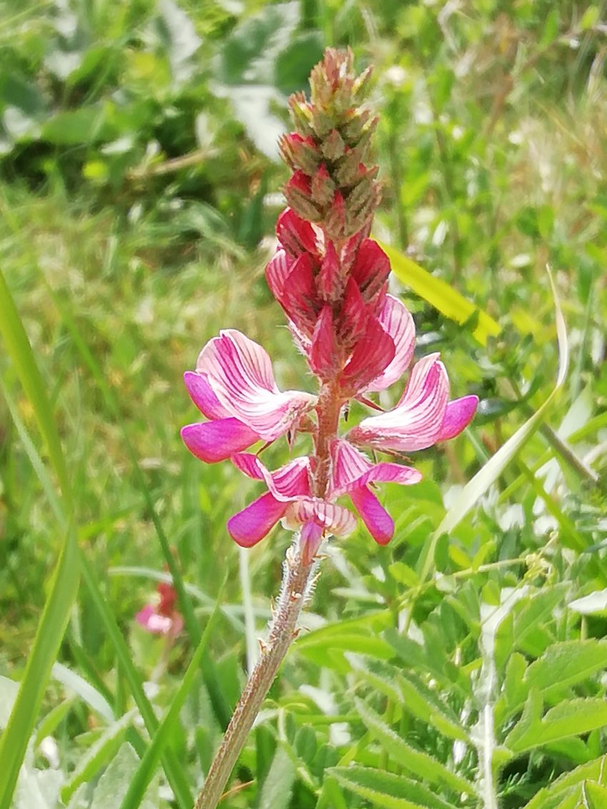Sainfoin - Onobrychis viciifolia - Photographing Wildflowers