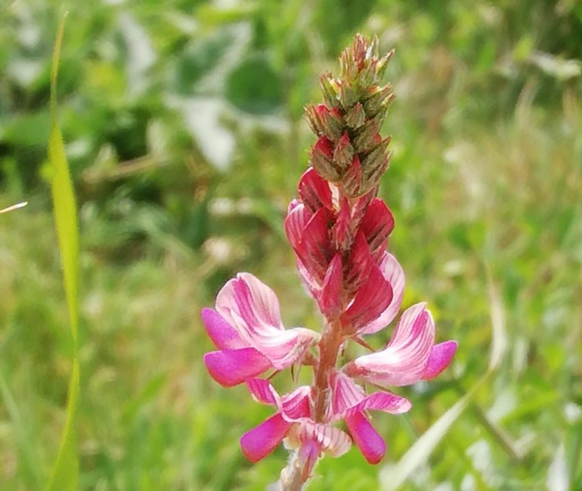 Sainfoin - Onobrychis viciifolia - Photographing Wildflowers