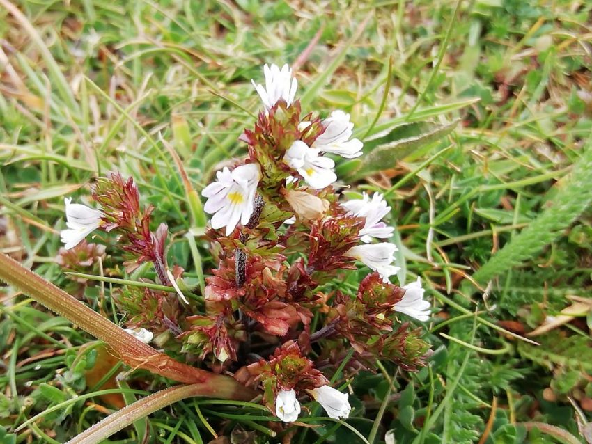 Eyebright - Euphrasia - Photographing Wildflowers