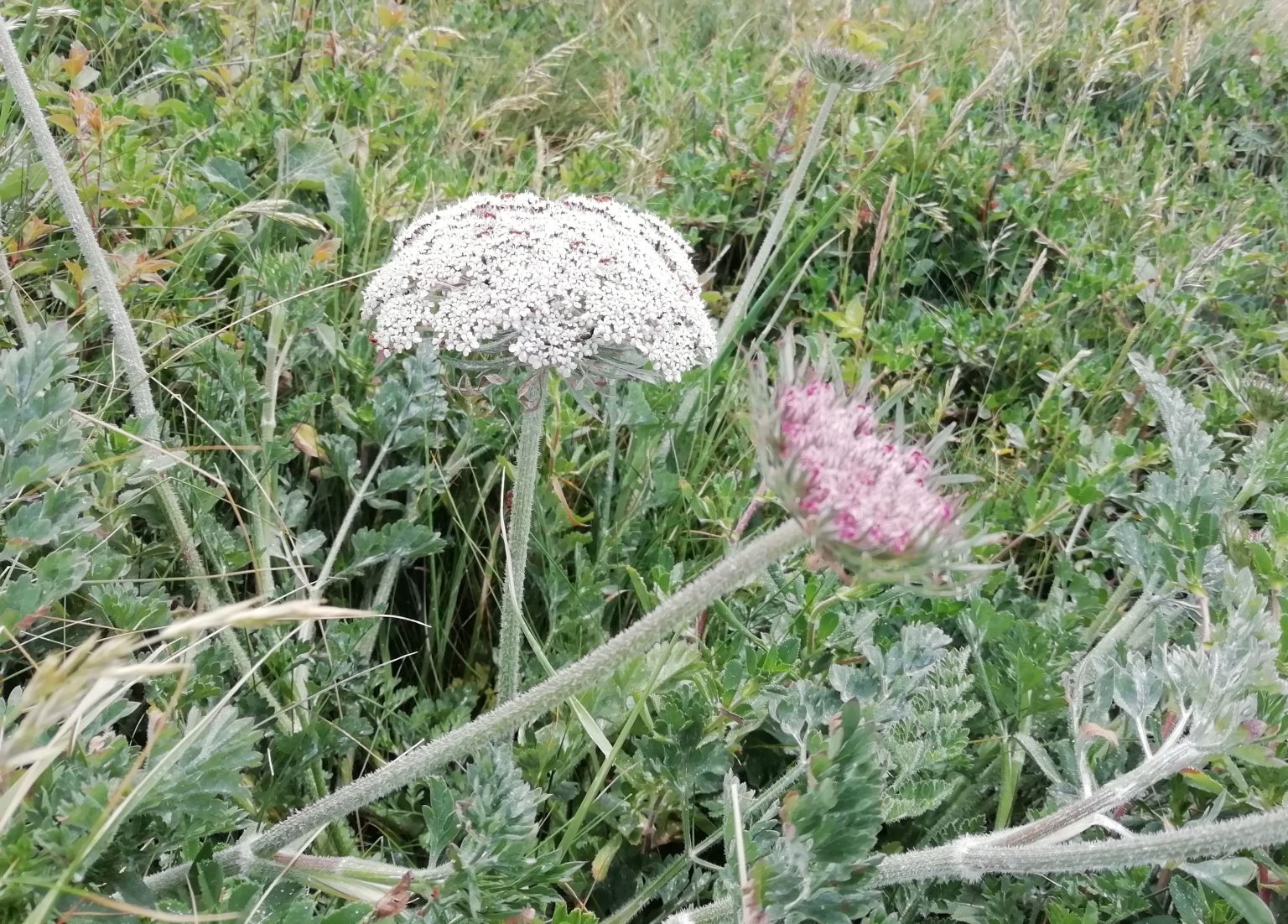 Moon carrot - Seseli libanotis - Photographing Wildflowers