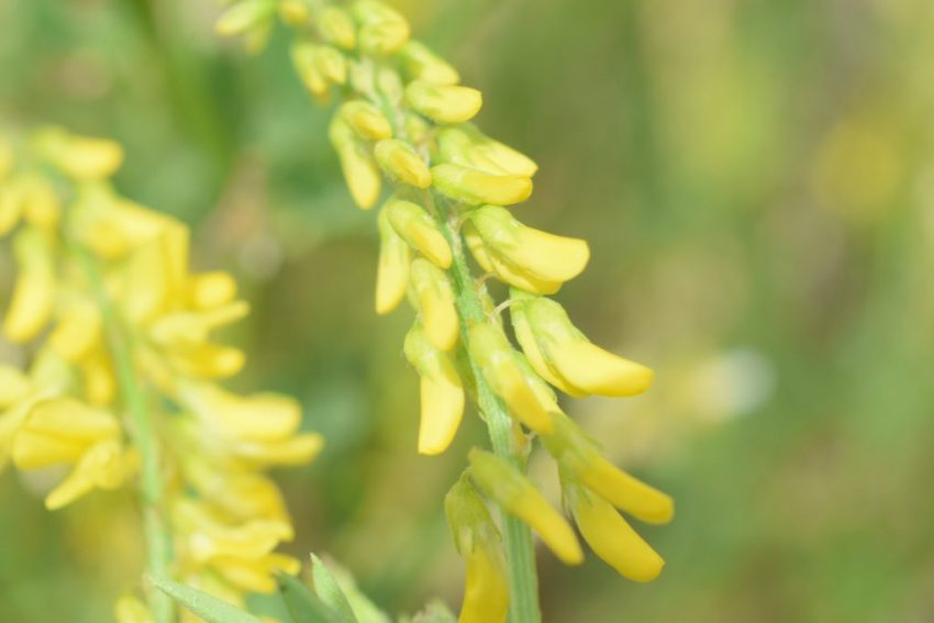 Melilot – Melilotus | Photographing Wildflowers