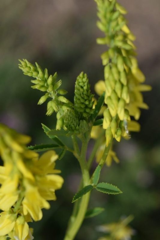 Melilot – Melilotus | Photographing Wildflowers