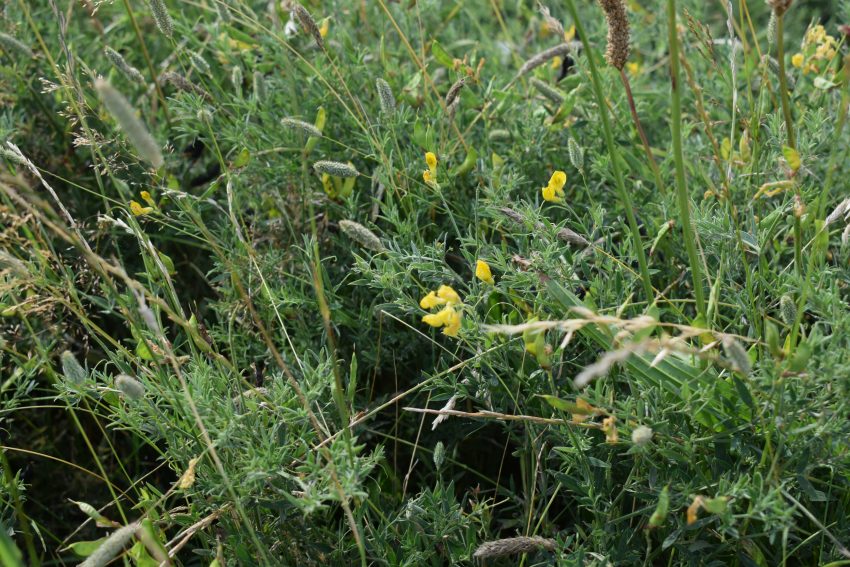 Vetch Vetchlings and Peas | Photographing Wildflowers