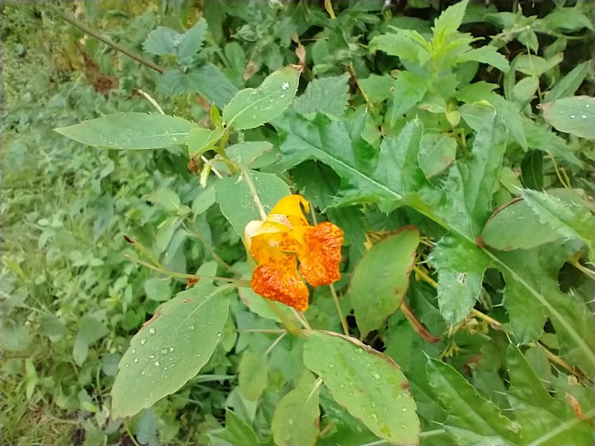 Nature on the river at Chertsey - Photographing Wildflowers