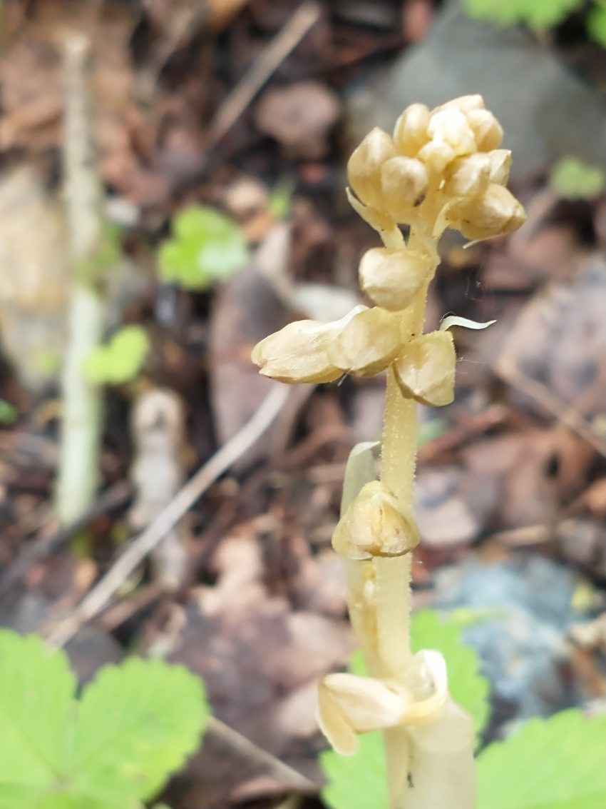 Twayblade orchids - Neottia - Photographing Wildflowers