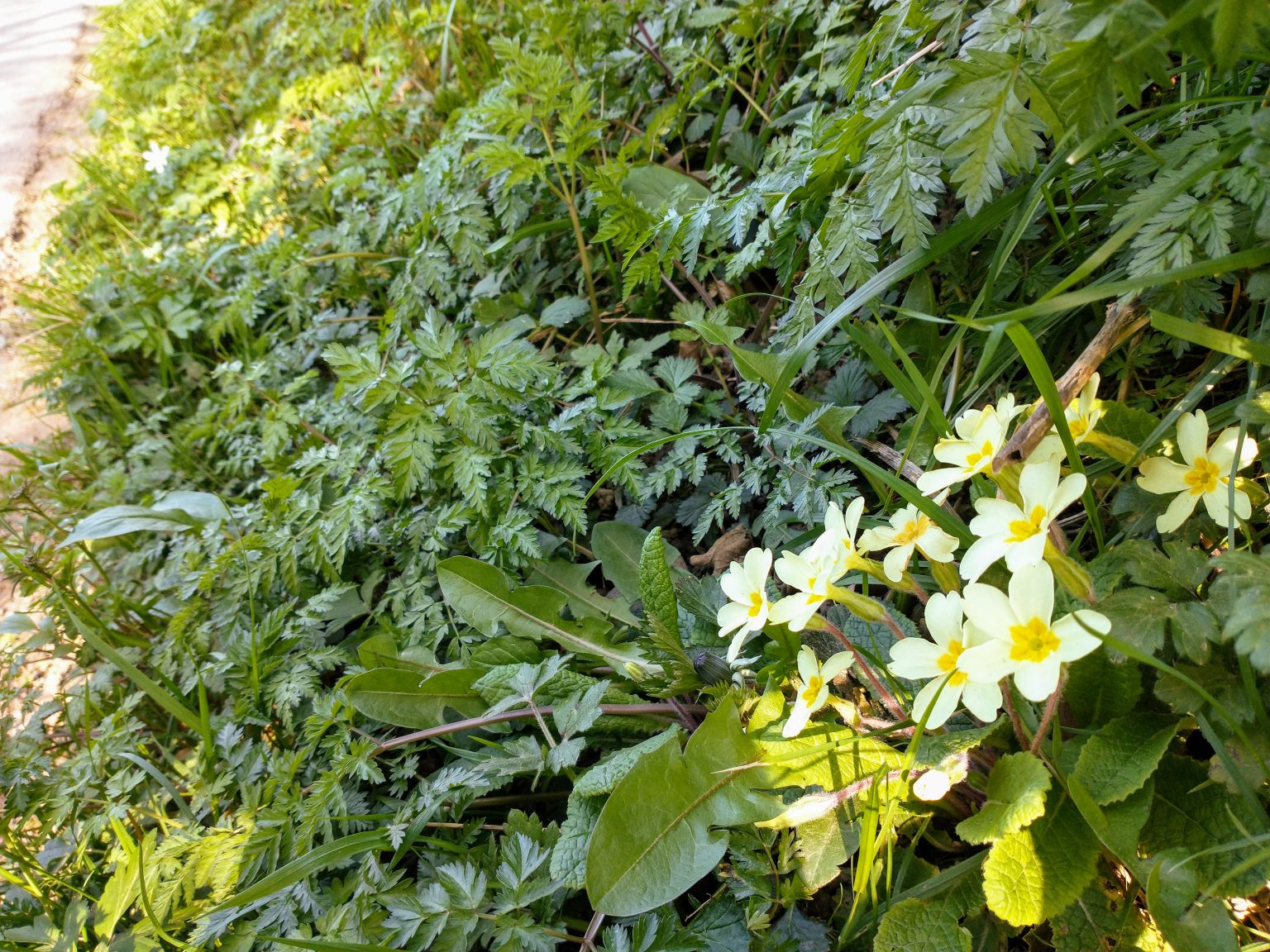 Primrose – Primula vulgaris | Photographing Wildflowers