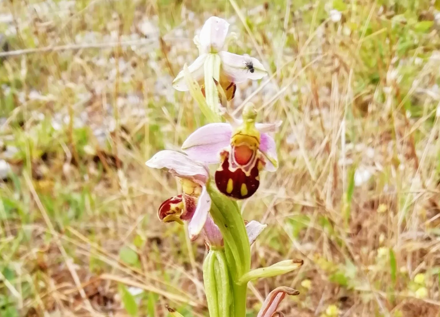 Ophrys - Bee Spider and Fly Orchids - Photographing Wildflowers