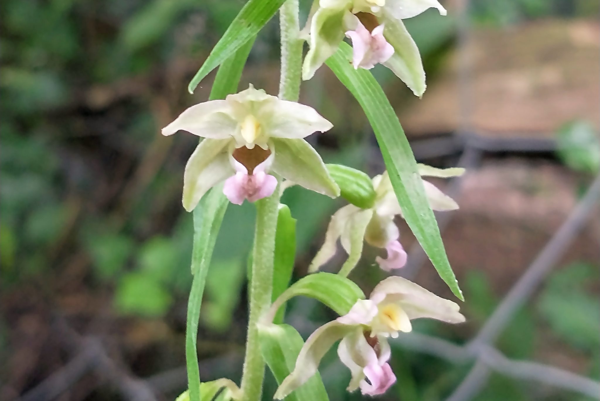 Helleborines - Epipactis - Photographing Wildflowers