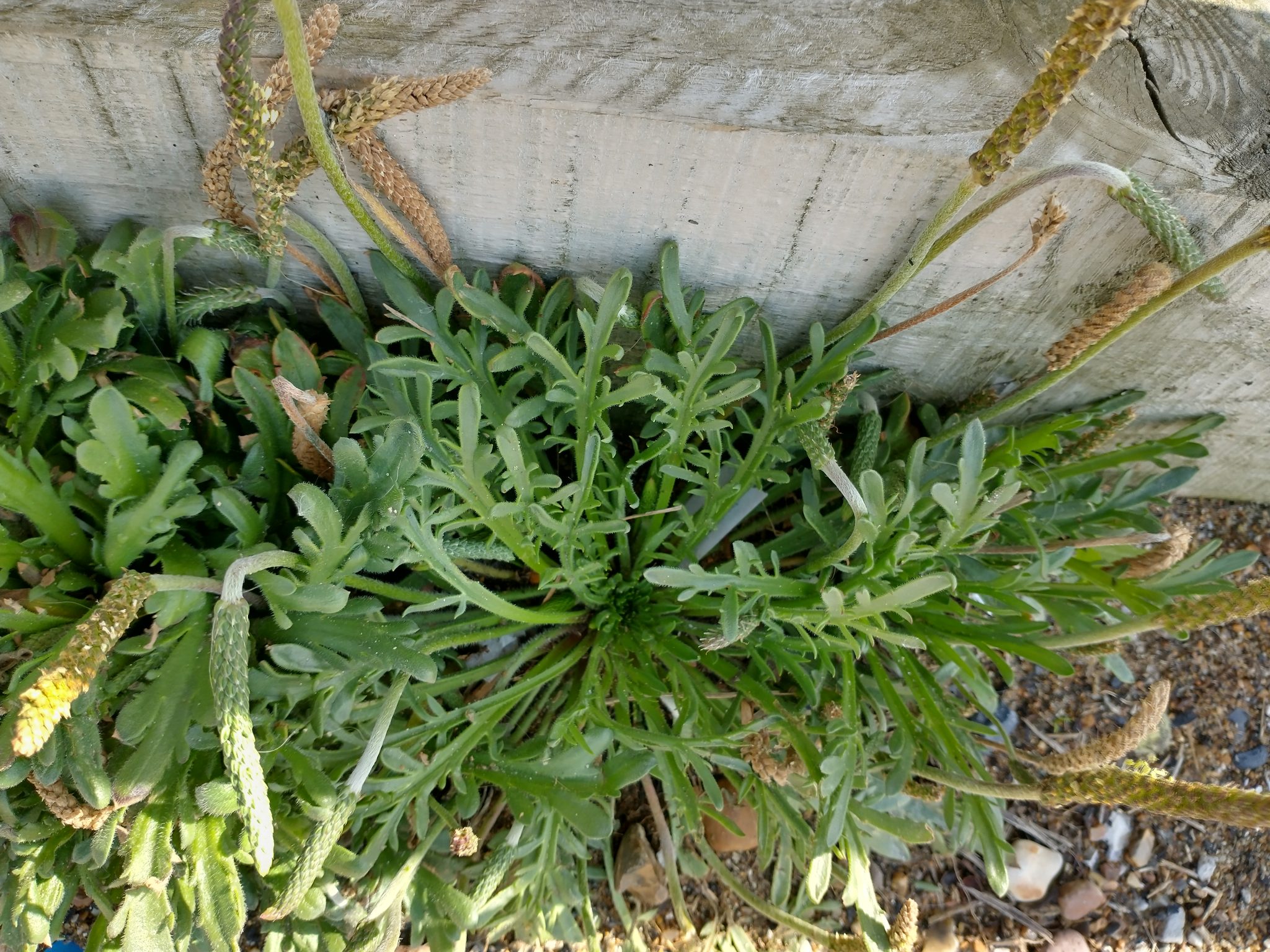 Plantains - Plantago species - Photographing Wildflowers