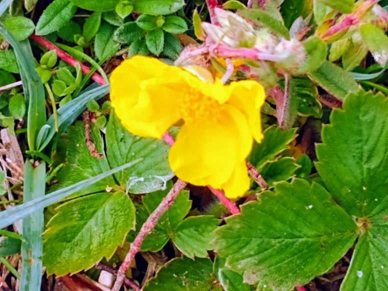 Rock rose – Helianthemum | Photographing Wildflowers