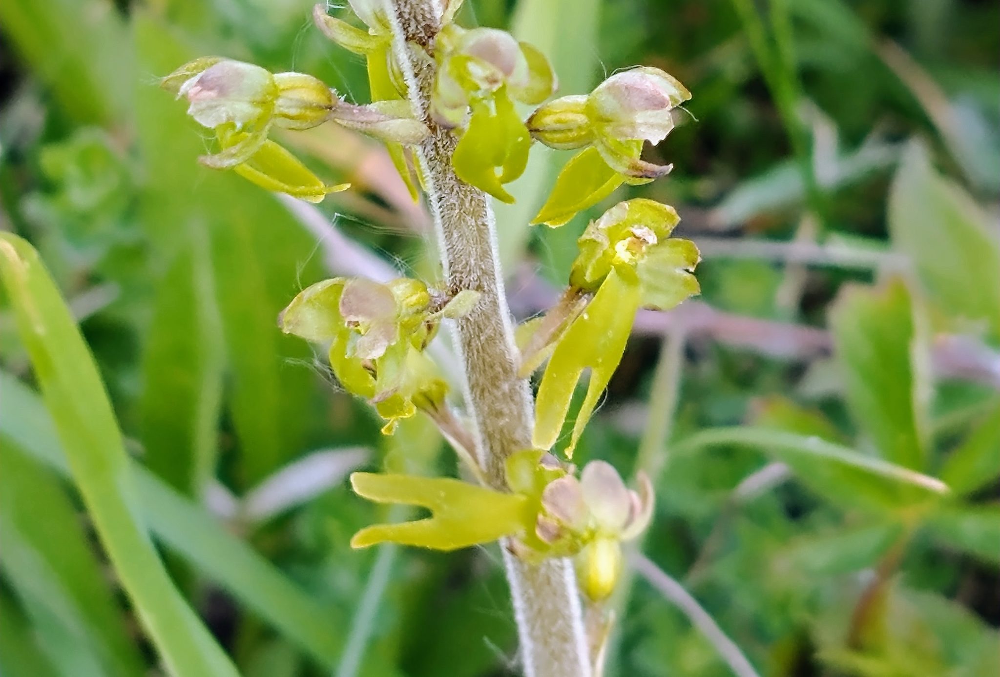 Twayblade orchids - Neottia - Photographing Wildflowers