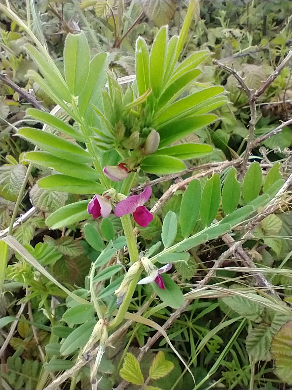 Vetch Vetchlings and Peas | Photographing Wildflowers