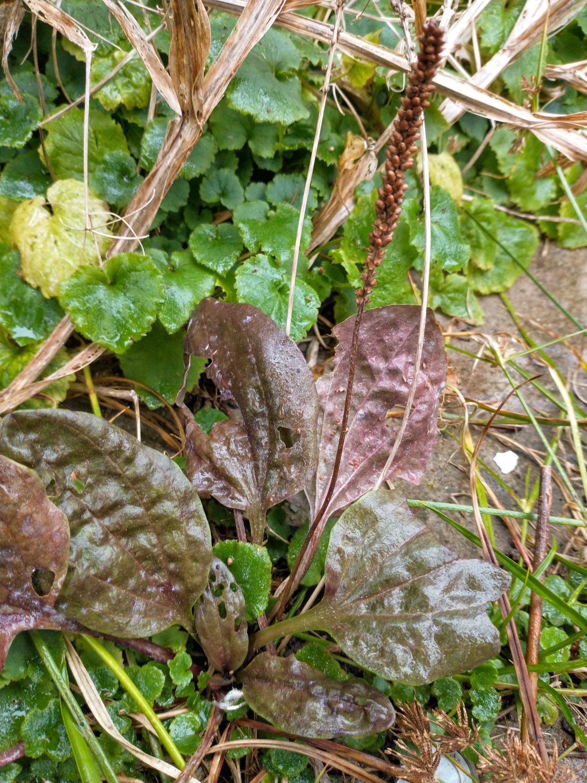 Plantains - Plantago species - Photographing Wildflowers