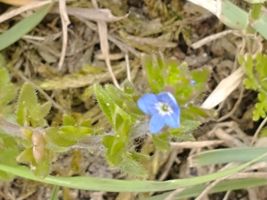 Speedwell - Veronica - Photographing Wildflowers