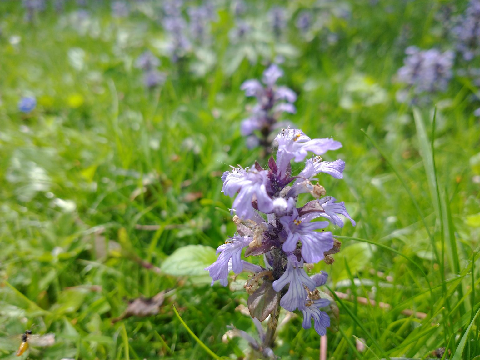 Bugle - Ajuga species - Photographing Wildflowers
