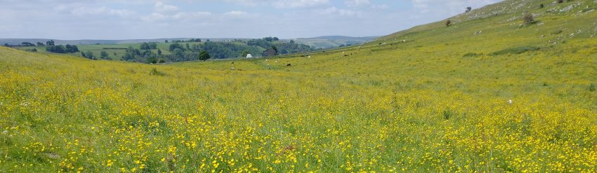 Walk Hartington to Pilsbury Castle in June - Photographing Wildflowers