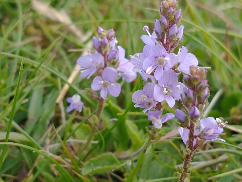 Speedwell - Veronica | Photographing Wildflowers