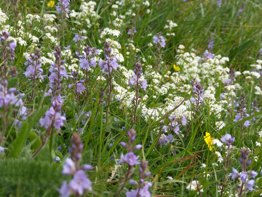 Speedwell - Veronica - Photographing Wildflowers