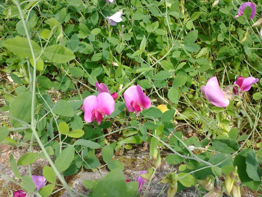 Vetch Vetchlings and Peas | Photographing Wildflowers