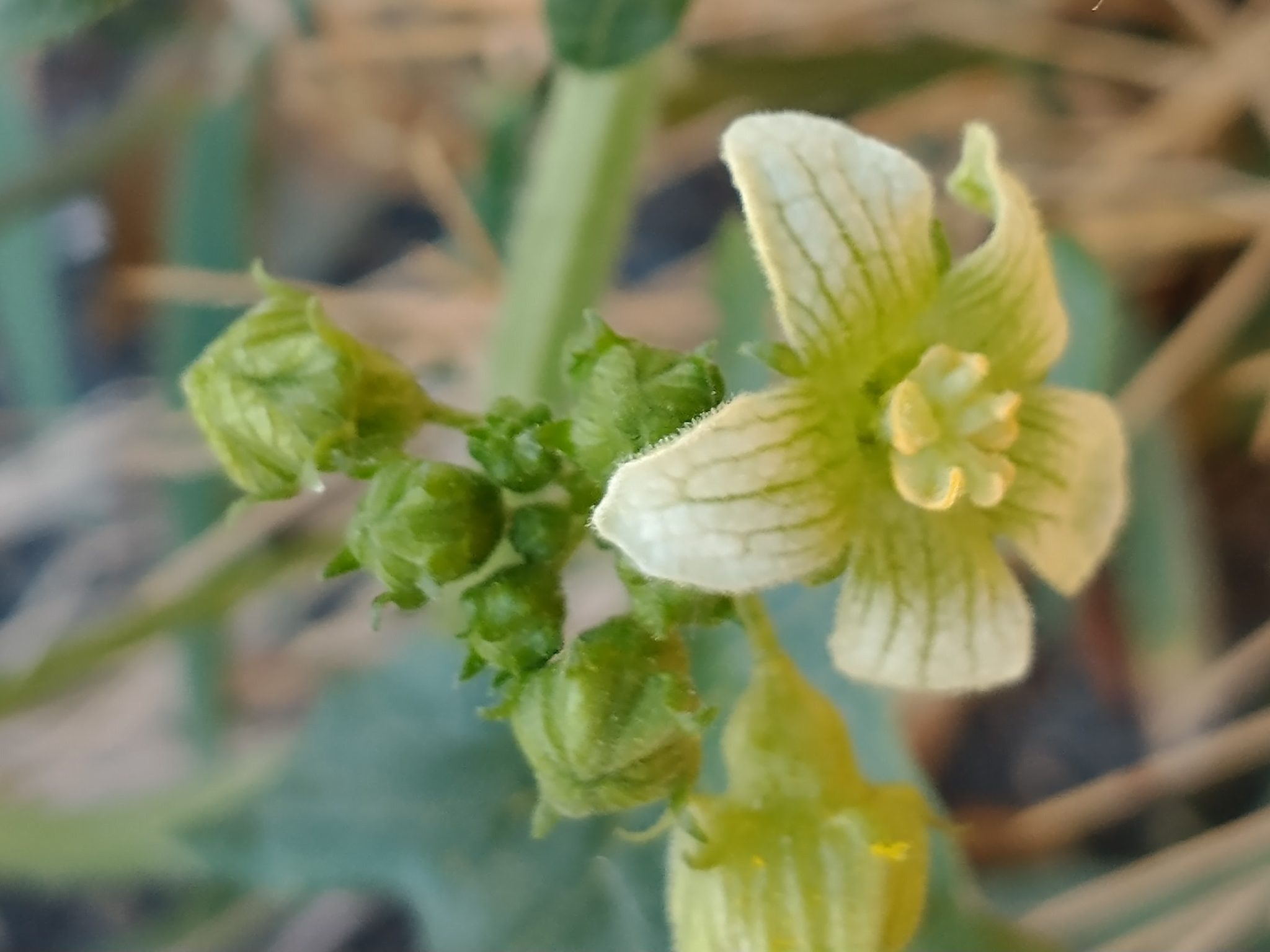 White Bryony Bryonia dioica - Photographing Wildflowers