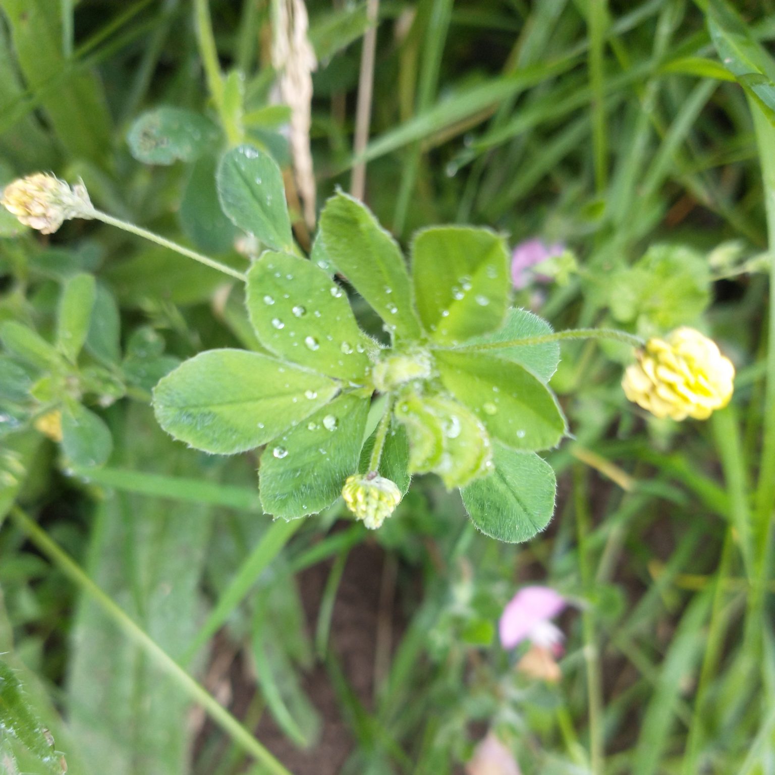 Flora of Cradle Valley Seaford in July - chalk grassland ...