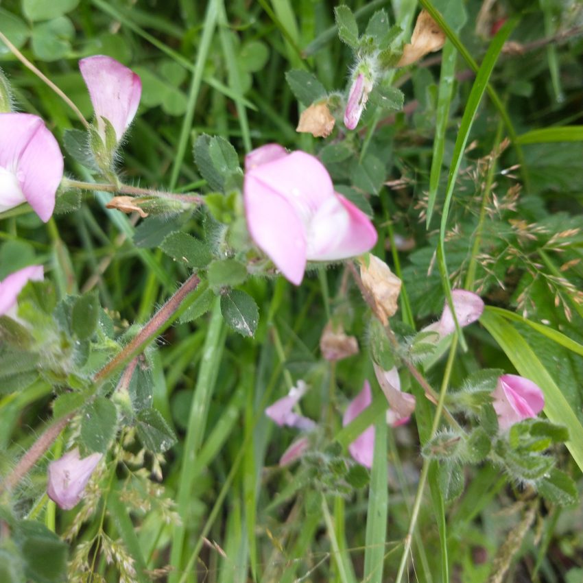 Restharrow – Ononis | Photographing Wildflowers