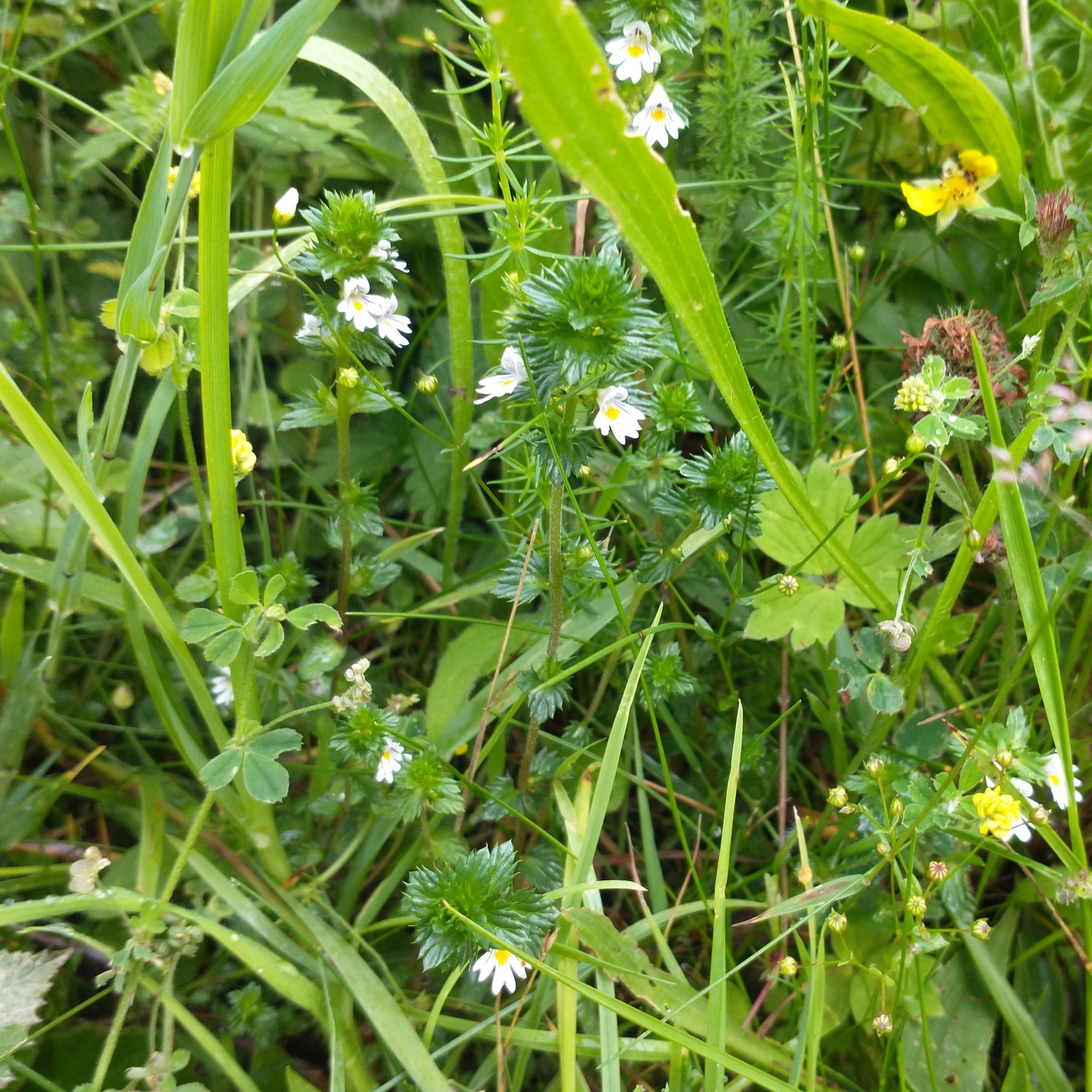 Eyebright - Euphrasia - Photographing Wildflowers