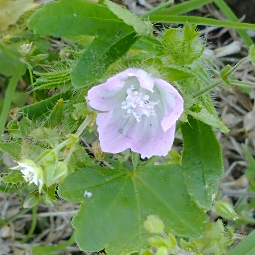 Chalk grassland survey Crowlink and Gayles Farm July Part 2