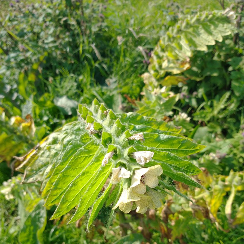 Henbane - Hyoscyamus niger - Photographing Wildflowers