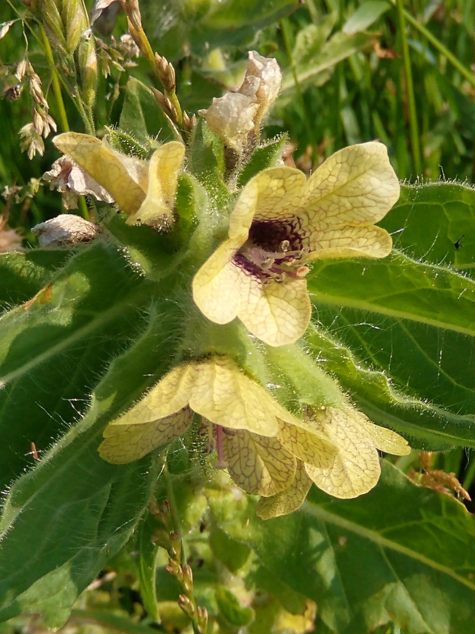 Henbane – Hyoscyamus niger | Photographing Wildflowers