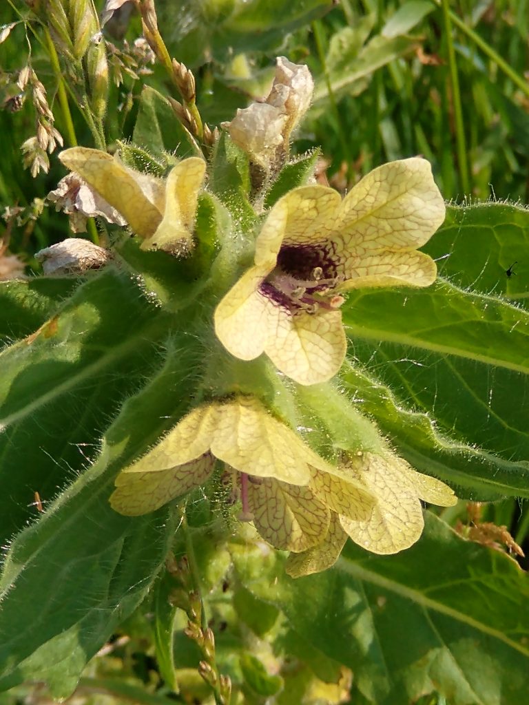 Henbane - Hyoscyamus niger - Photographing Wildflowers