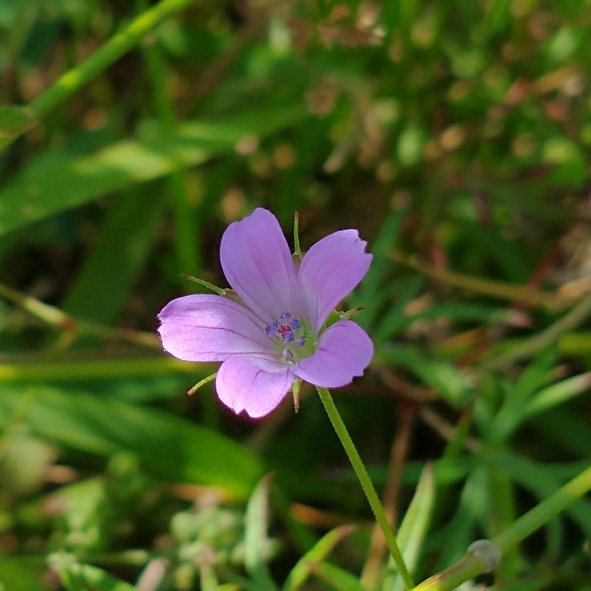 Geranium - Cranesbill | Photographing Wildflowers