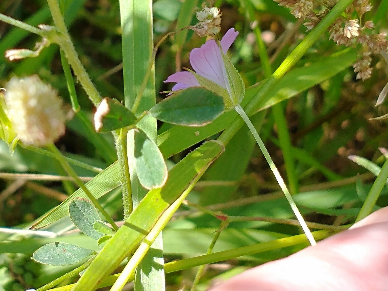Geranium - Cranesbill - Photographing Wildflowers