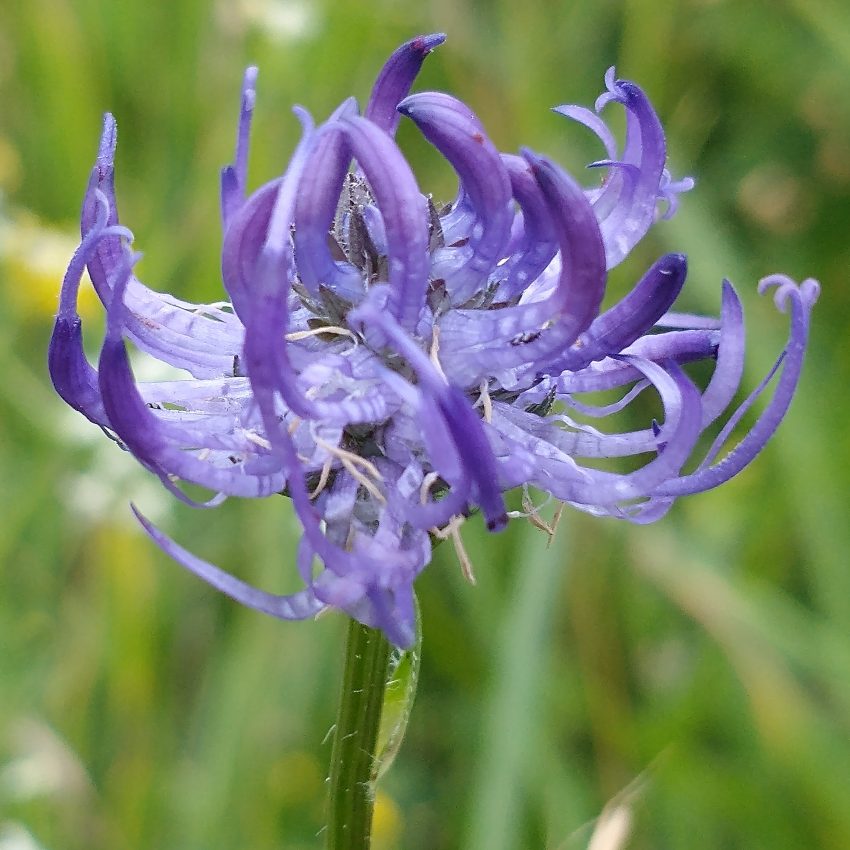 Flora of Cradle Valley Seaford in July - chalk grassland ...