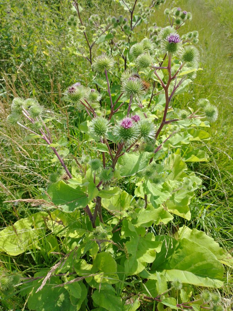 River Ouse Shepherds Hut near Ringmer Sussex in July