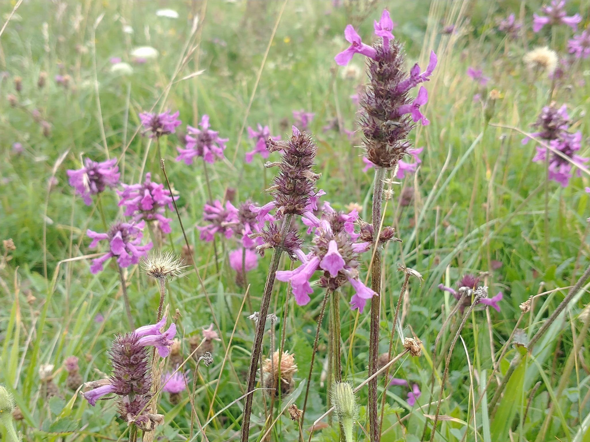 Betony – Common Hedgenettle – Betonica officinalis