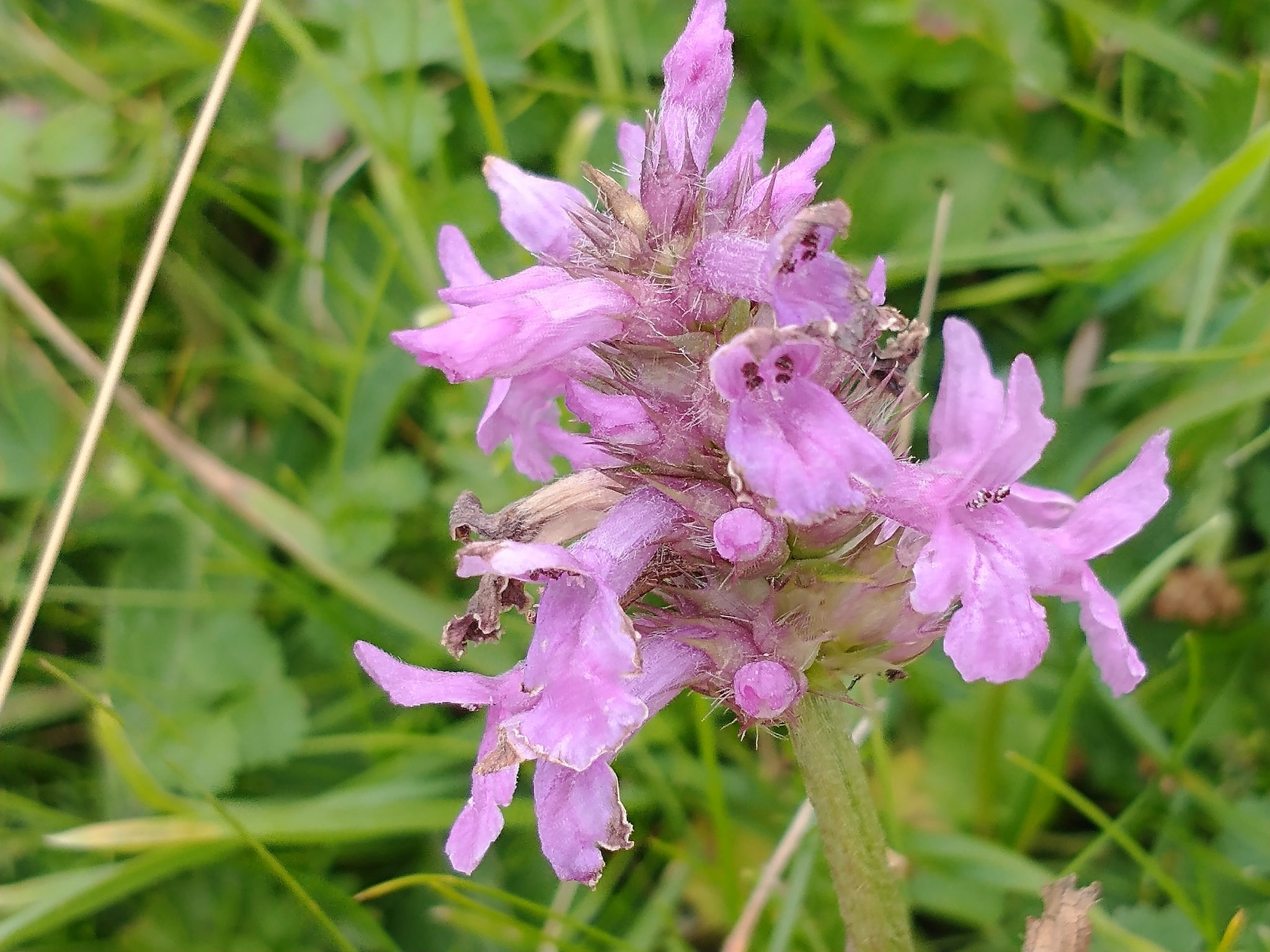 Betony - Common Hedgenettle - Betonica officinalis - Photographing ...