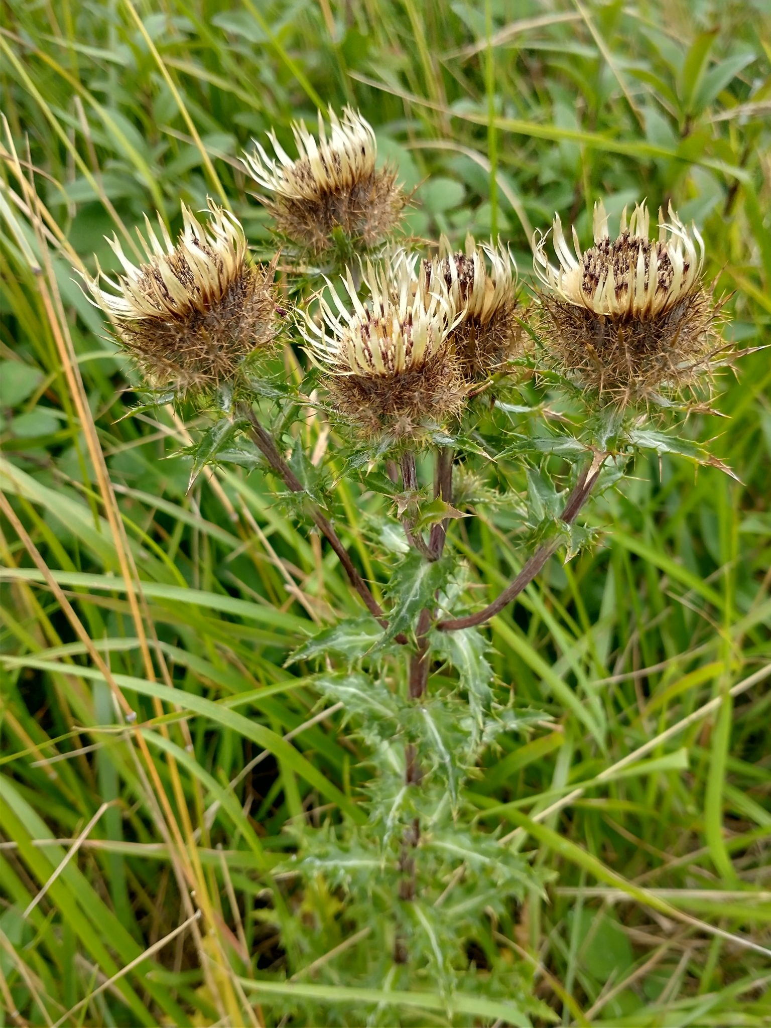 Carline thistle - Carlina vulgaris - Photographing Wildflowers