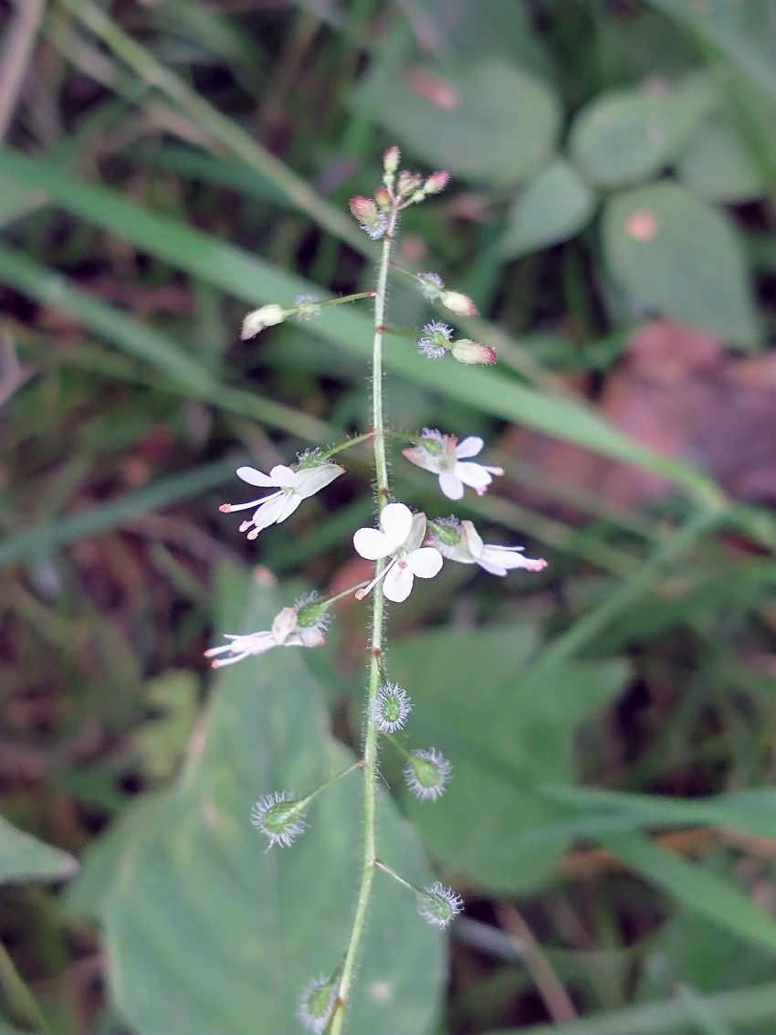 Flowering in Guestling Wood and Pett Sussex in July - Photographing ...