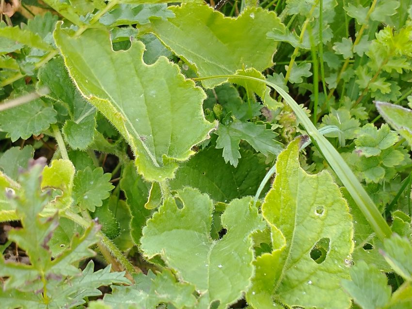 Violet - Viola | Photographing Wildflowers