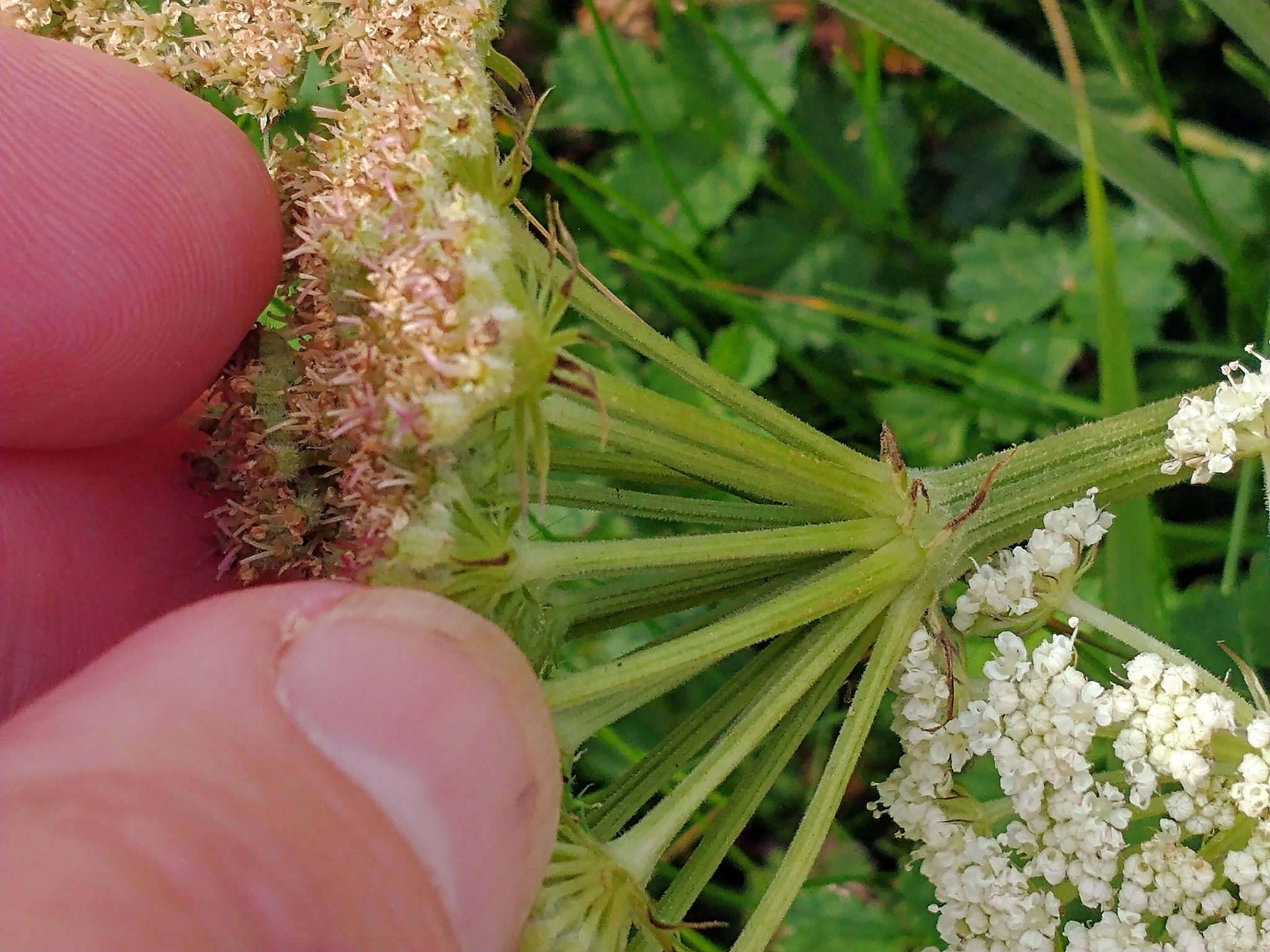 Moon carrot - Seseli libanotis - Photographing Wildflowers