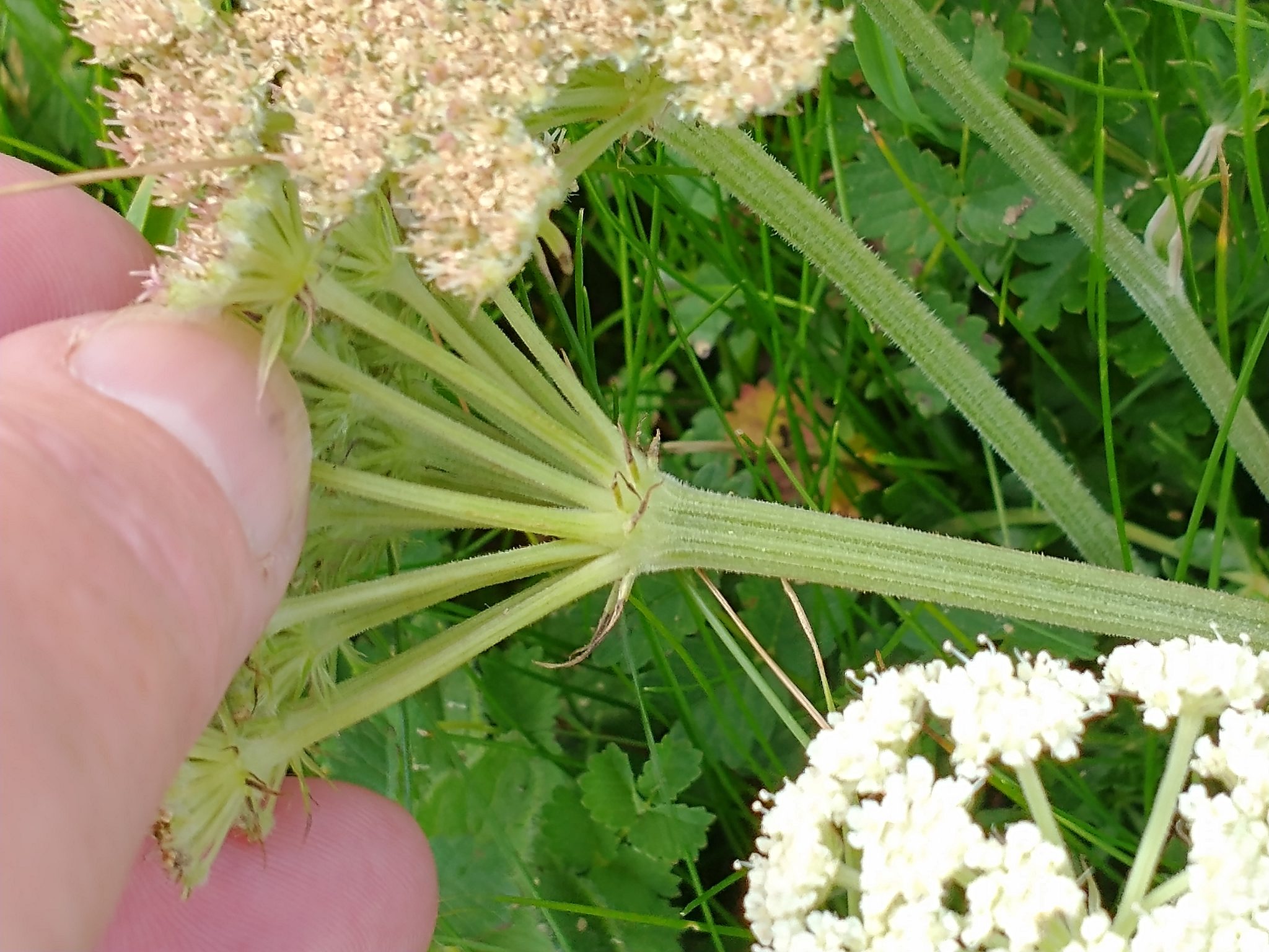Moon carrot - Seseli libanotis - Photographing Wildflowers