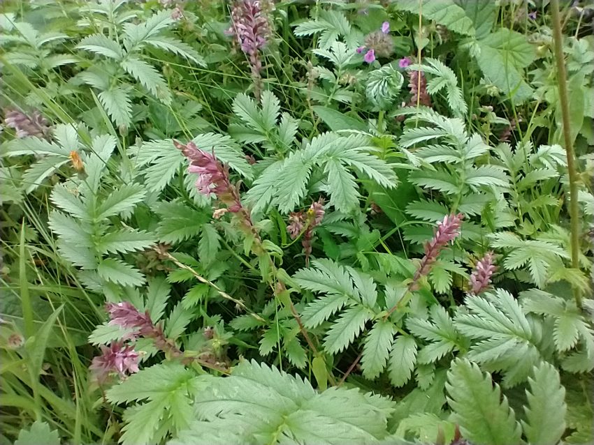 Flora of Seaford Head in August Part 1 – Hope Gap