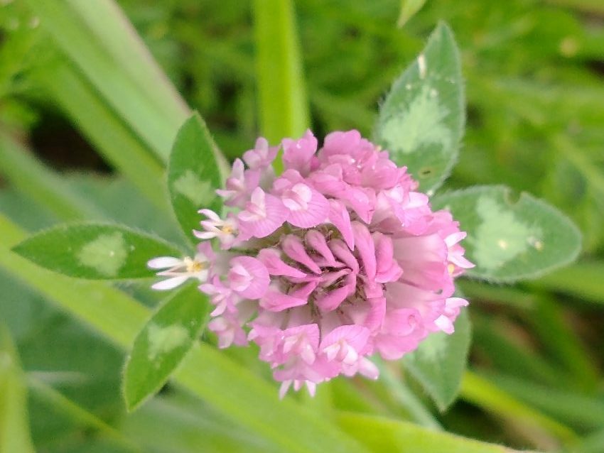 Clover - Trifolium - Photographing Wildflowers