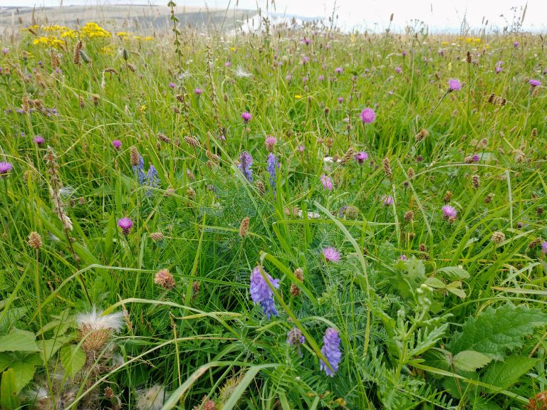 Vetch Vetchlings and Peas - Photographing Wildflowers