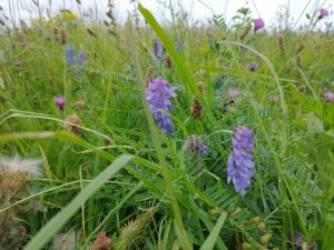 Vetch Vetchlings and Peas | Photographing Wildflowers