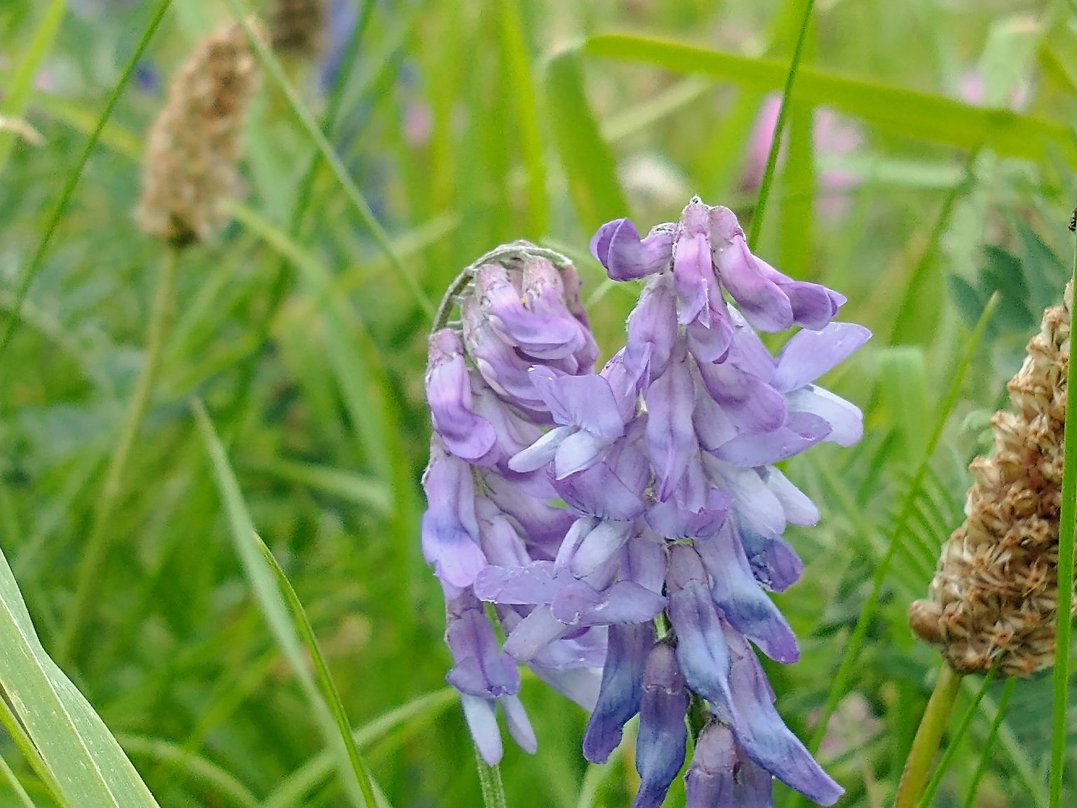 Vetch Vetchlings and Peas | Photographing Wildflowers
